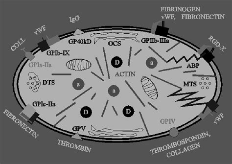 Platelet Structure From Platelet Web Page Anatomy Of The Human Blood Download Scientific