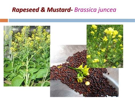 Agronomic Crops Classification Agriculture Ppt