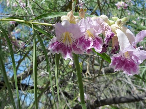 Flowers And Leaves Photos Of Chilopsis Linearis Bignoniaceae