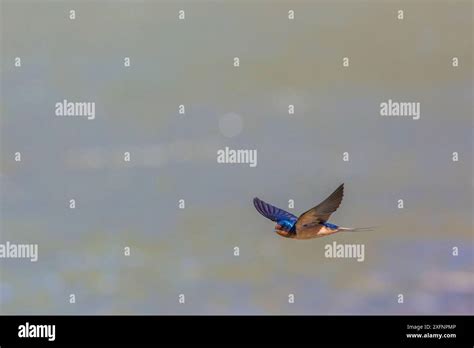 American Barn Swallow Hirundo Rustica Erythrogaster In Flight