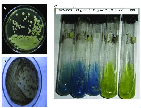 Microbiology Colonies And Culture A Creamy Mucoid Colonies Of Download Scientific Diagram