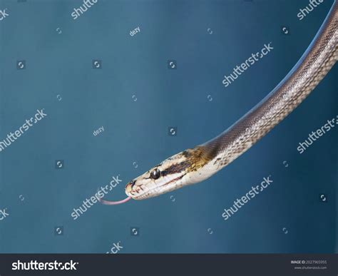 Reticulated Python Python Reticulatus On Blue Stock Photo 2027965955 Shutterstock