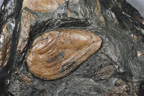 Fossil Bivalve Stock Image C009 3881 Science Photo Library