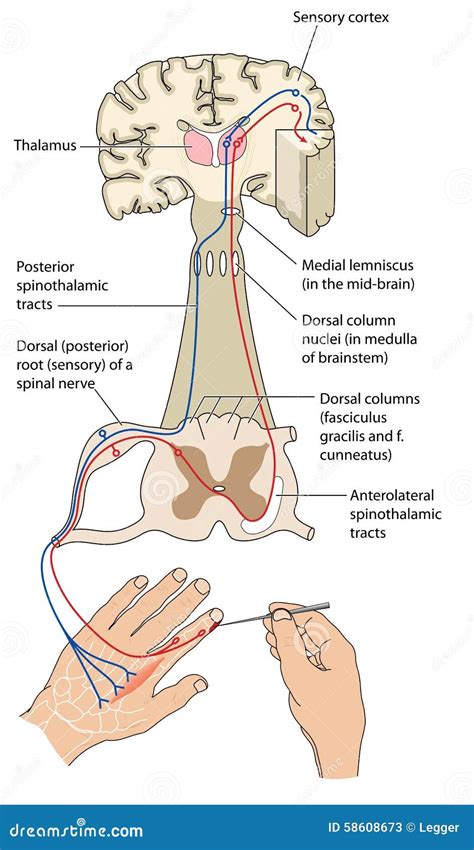 Sensory And Motor Cortex