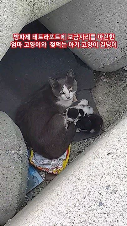 방파제 테트라포트에 보금자리를 마련한 엄마 고양이와 젖먹는 아기 고양이 길냥이 Youtube