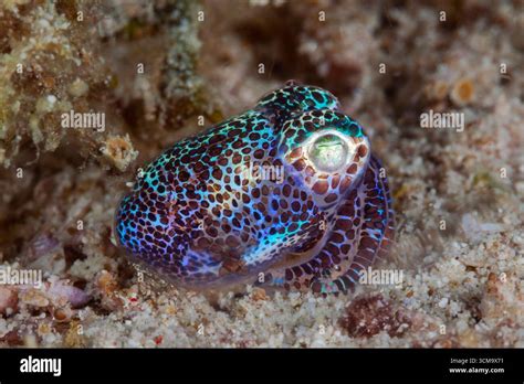 Berrys Bobtail Cuttlefish Euprymna Berryi Malalpascua Island Cebu