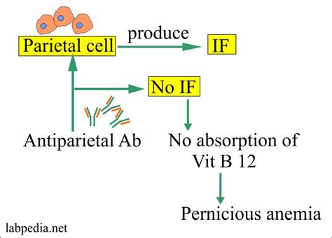 Chapter 22 Autoimmune Diseases Pernicious Anemia Vitamin B12 Deficiency