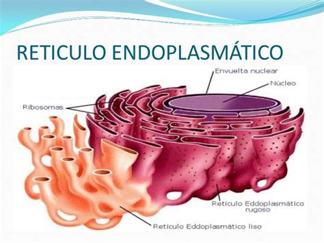 Resultado De Imagen Para Modelos De Reticulo Endoplasmatico Liso