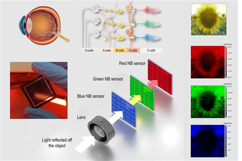 Bio Inspired Device Captures Images By Mimicking Human Eye Penn State