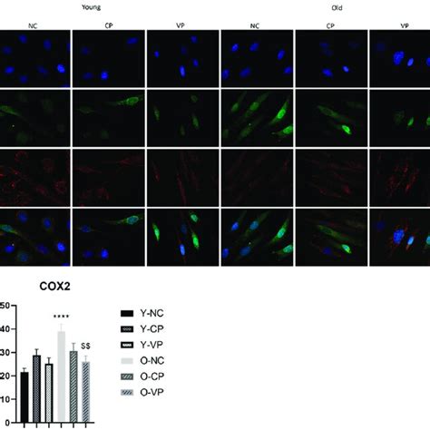 Double Immunolabeling For Aco2 Green Fluorescence And Mitochondria