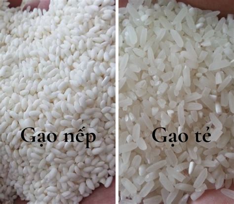 Phân Biệt Gạo Nếp Gạo Tẻ Bạn đã Biết Chưa Gạo Vinh Hiển