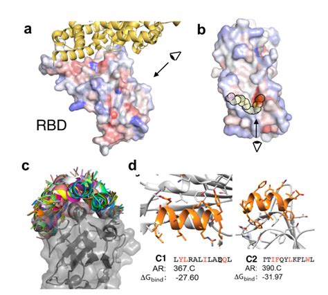 Performance Of Innterfacedesign In Design Of Motifs For Sars Cov 2 Download Scientific Diagram