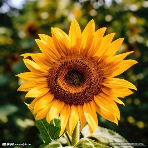 向日葵摄影图 花草 生物世界 摄影图库 昵图网