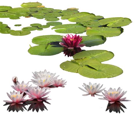 Water Lilies Png Free Clipart 2391893 Clipart Library