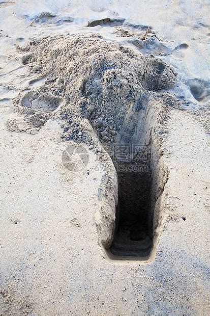 在pondicherry海滩挖掘螃蟹捕猎者高清图片下载 正版图片321622968 摄图网