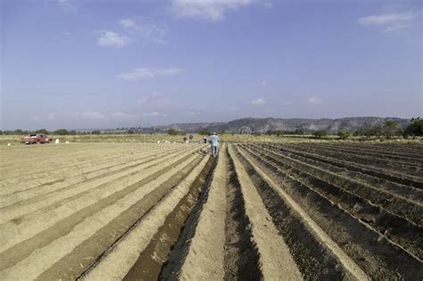 Rural Farmer Planting Amaranth Seeds In A Lush Field Stock Image Image Of Fertile People