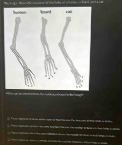 Solved The Image Shows The Structure Of The Limbs Of A Human A Lizard