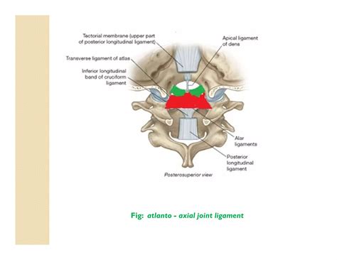 Atlanto Occipital And Atlanto Axial Joint Pdf