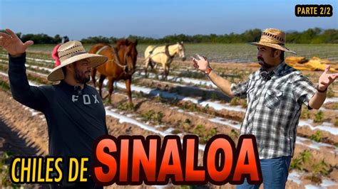 Entre Lo Moderno Y Lo Tradicional Así Son Las Chileras En Sinaloa Youtube