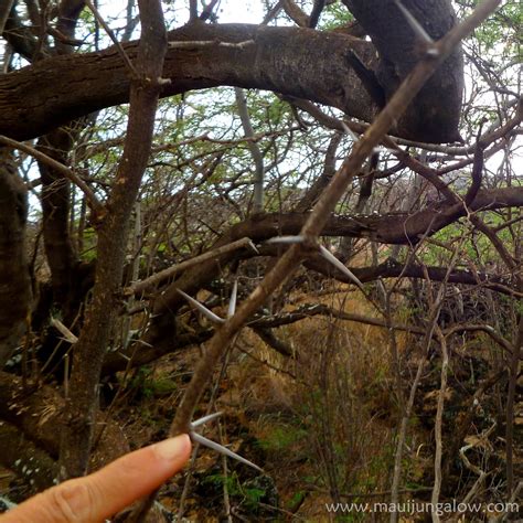 Maui Jungalow Harvesting And Eating Wild Kiawe Hawaiian Mesquite A