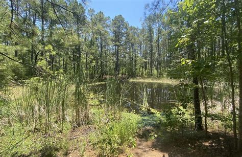 10 Best Bird Watching Trails In Sam Houston National Forest Alltrails