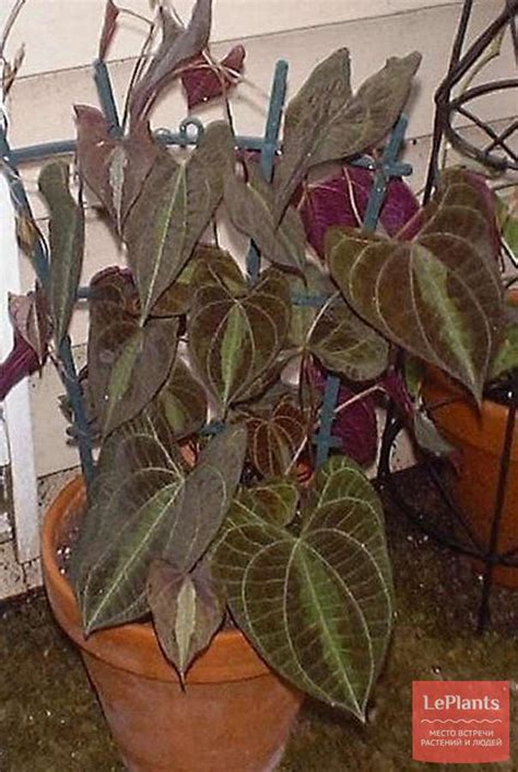 Диоскорея разноцветная (Dioscorea dodecaneura) — описание, выращивание ...