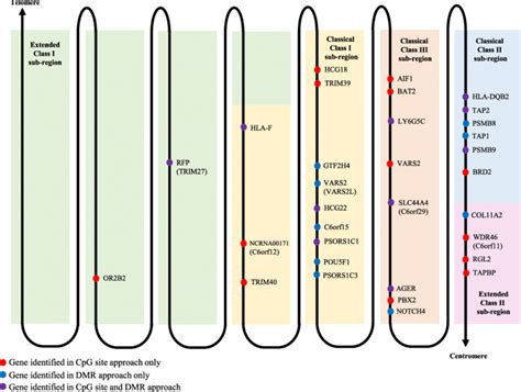 Gene Map Of The Extended Major Histocompatibility Complex Xmhc On Download Scientific Diagram