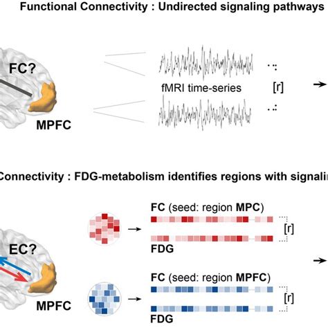 Novel Measure Of Directional Signaling In Human Brain Networks Derived Download Scientific