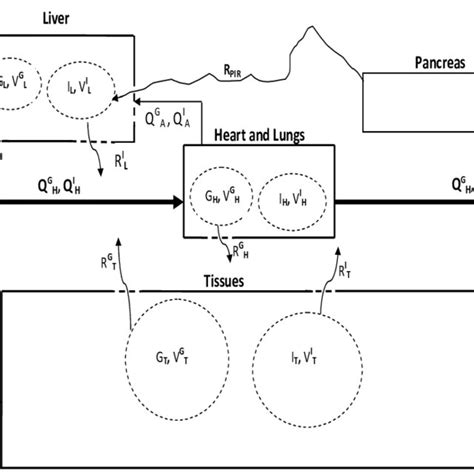 Flow Diagram For Glucose And Insulin In The Three Main Physiologic