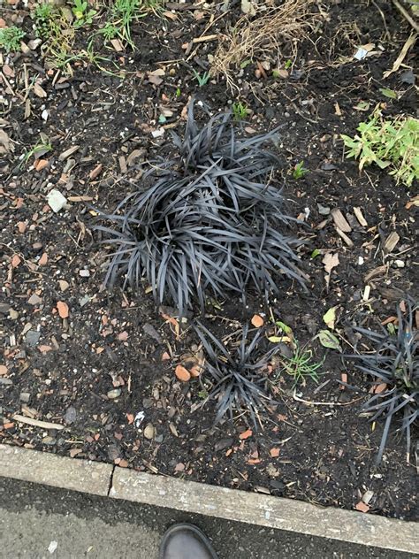 What Is This Strange Grass Stuff Rgardening