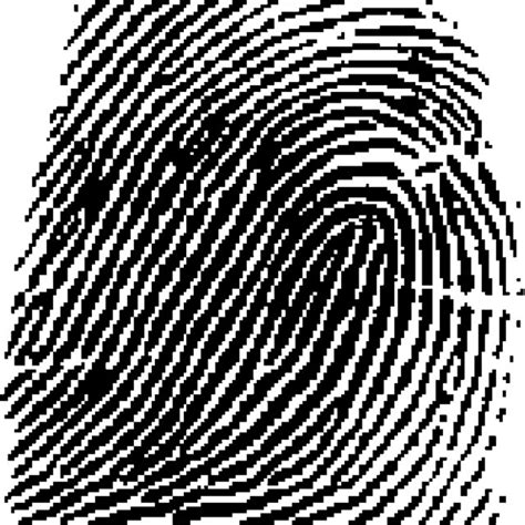 Orientation Field Of A Typical Fingerprint Image Download Scientific Diagram