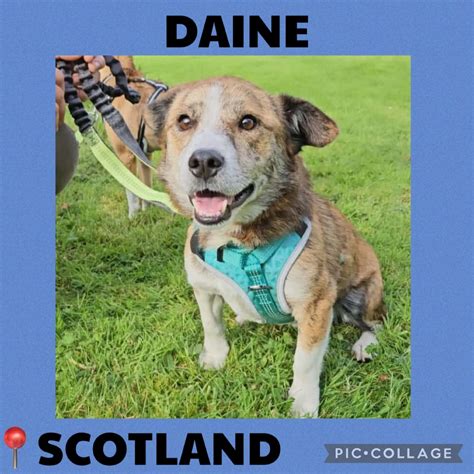 Daine Is Available For Adoption At The Biggies League