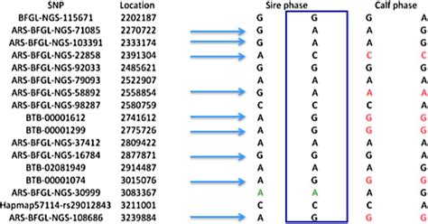 Scheme Of The Genome Fragmentation Phasing Strategy Using Snp