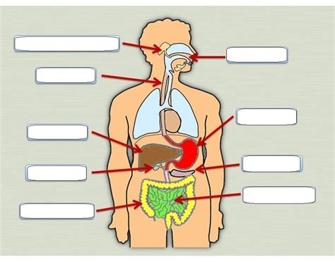 ΠΕΠΤΙΚΟ ΣΥΣΤΗΜΑ Quiz