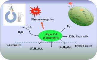Biofuel Fans Are Looking At Cyanobacteria As A Means To Fix Carbon Clean Future