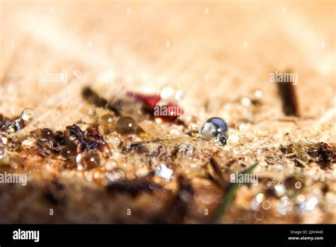 Orange Tree Sap Hi Res Stock Photography And Images Alamy
