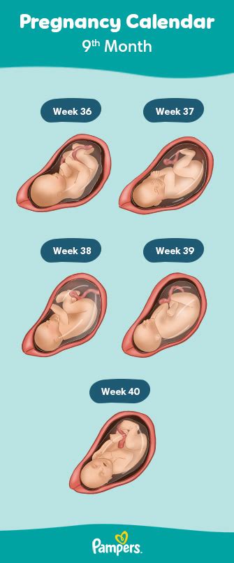 Stages Of Pregnancy Month By Month Belly