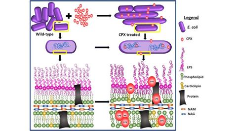 Ciprofloxacin Cpx Is A Broad Spectrum Antibiotic That Kills Bacteria By Inhibiting The