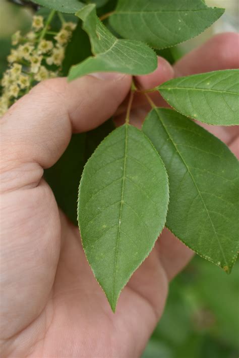 Chokecherry Tree Identification
