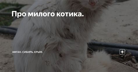 Про милого котика Афган Сибирь Крым Дзен