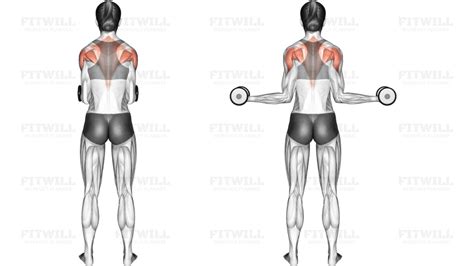 Dumbbell Standing Scapular External Rotation Exercise Guide Video Dumbbell Standing Scapular External Rotation Exercise Guide Video