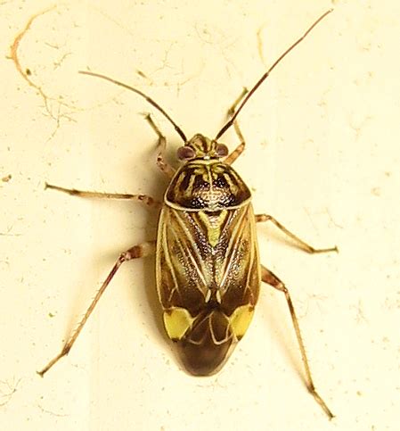 Tarnished Plant Bug Lygus Lineolaris BugGuide Net