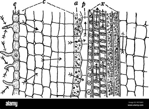 Botany With Agricultural Applications Botany FACTORS THAT HINDER ABSORPTION Creases
