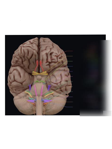 12 Cranial Nerves Diagram Quizlet
