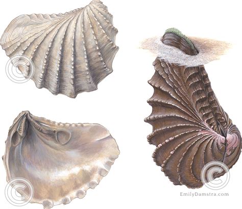 Cretaceous Bivalve Emily S Damstra