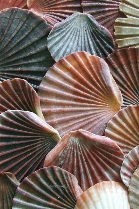 Natural Forms Natural Texture Color Textures Textures Patterns Buda Wallpaper Bring Mich