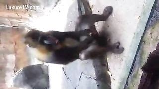 Search Videos For Monkey Fucks Girl Watch Monkey Fucks Girl At Femefun Com