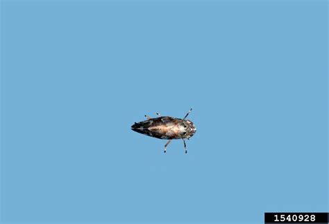 Pine Spittlebug Aphrophora Parallela Say 1824