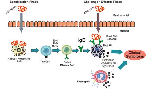 Food Allergen Sensitization Assessment Method In Vitro Determination