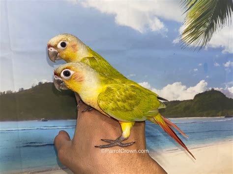 Dilute Green Cheek Conures For Sale